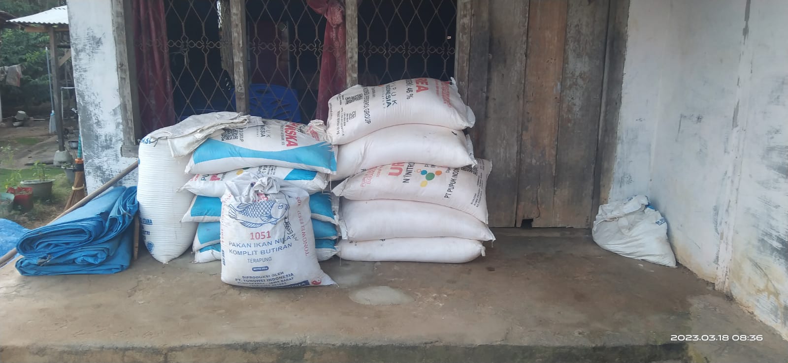 Mafia Pupuk bermain Harga Pupuk subsidi NPK Mencapai 185000/sak dalam ...